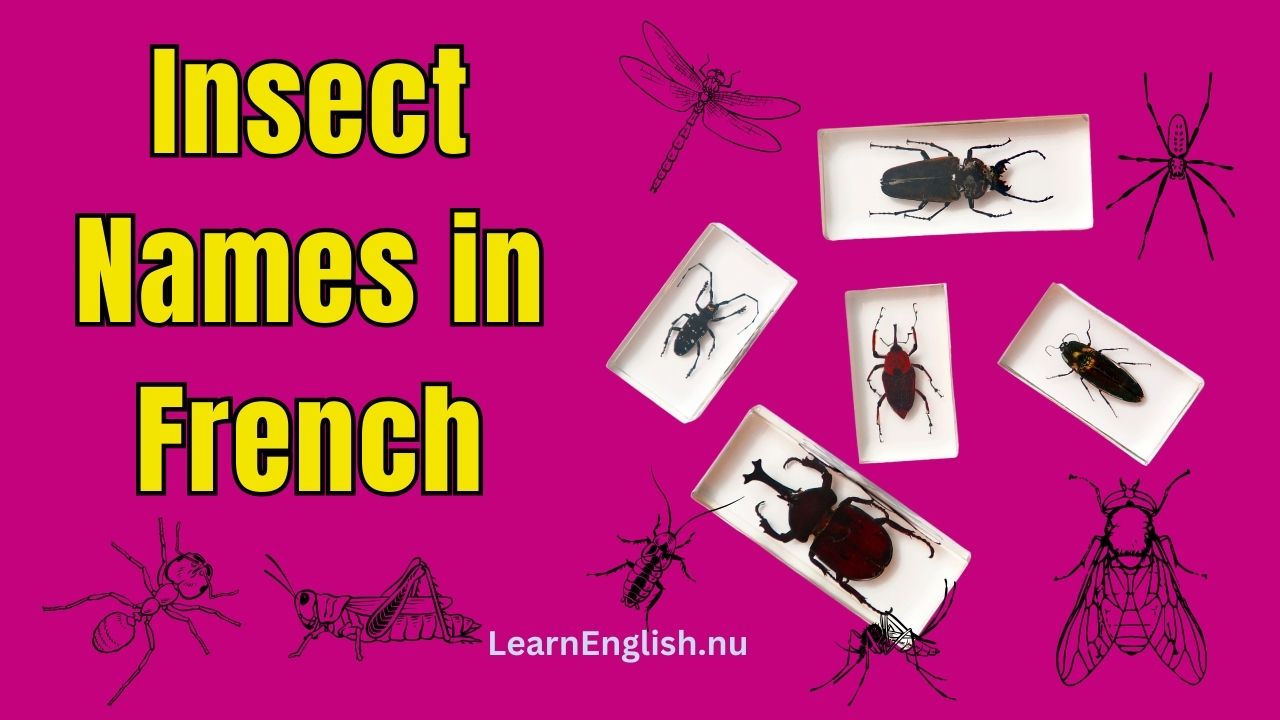 Insects and Reptiles in French - learn french